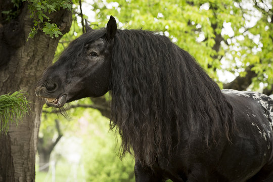 Noriker-Bilder: Stock-Fotos & -Videos. | Adobe Stock