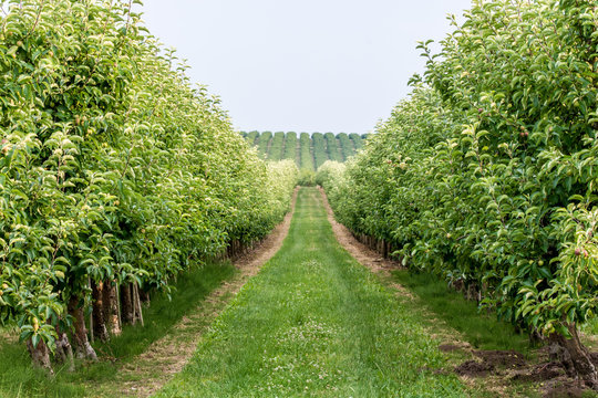 Obstplantage Bilder – Durchsuchen 1,985,720 Archivfotos, Vektorgrafiken ...