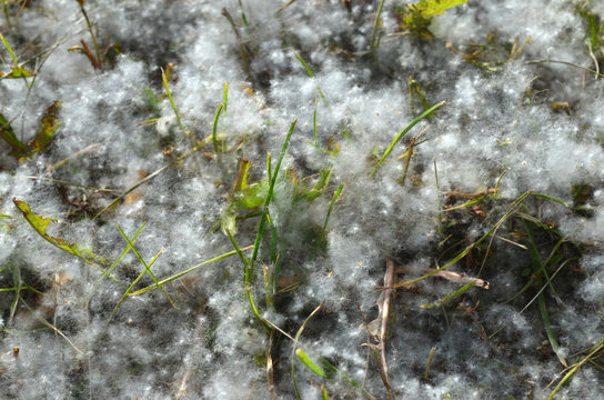 Fomite bilder – Bläddra bland 379 stockfoton, vektorer och videor ...