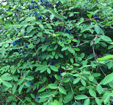 Kinnip bilder – Bläddra bland 3,220 stockfoton, vektorer och videor ...