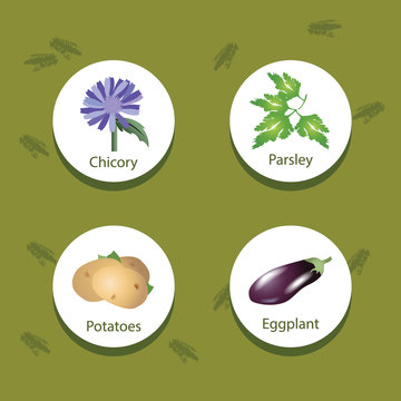 Chicory Icon Bilder – Durchsuchen 519 Archivfotos, Vektorgrafiken und ...