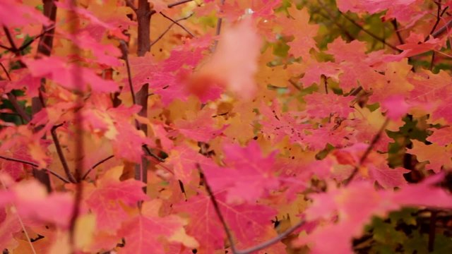 Pink Fall Leaves Images – Browse 135,328 Stock Photos, Vectors, and ...