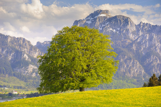 Buchenbaum Bilder – Durchsuchen 170,829 Archivfotos, Vektorgrafiken und ...