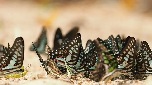 Doson Billeder – Gennemse 349 stockfotos, vektorer og videoer | Adobe Stock