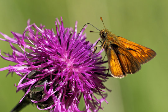 Distelarten-Bilder: Stock-Fotos & -Videos. | Adobe Stock