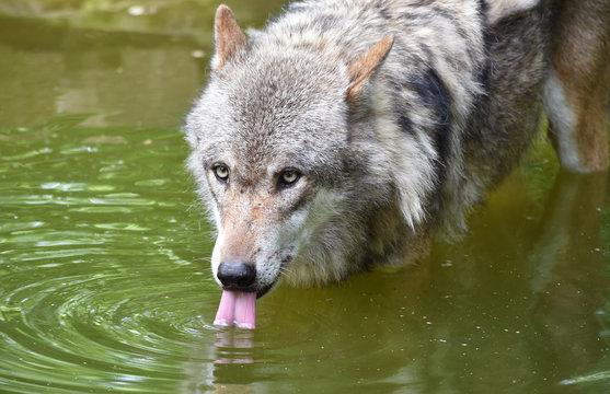 Wolfsaugen Images – Browse 64 Stock Photos, Vectors, and Video | Adobe ...