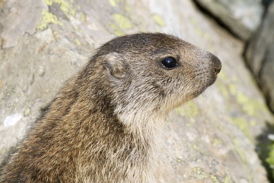 「Topolone」の画像 - 243 件の Stock 写真、ベクターおよびビデオ | Adobe Stock