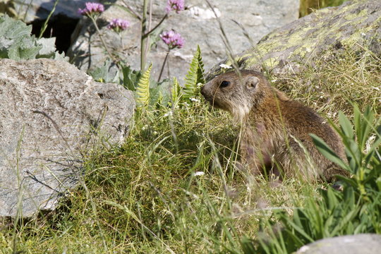 Topolone bilder – Bläddra bland 243 stockfoton, vektorer och videor ...