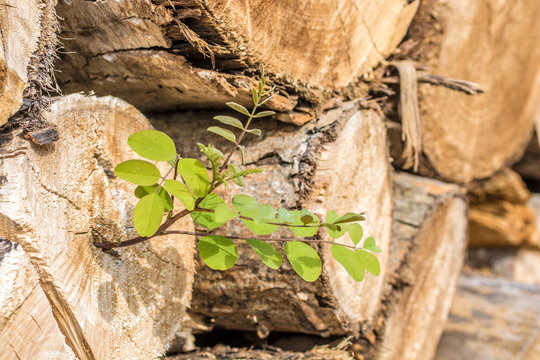Trieb bilder – Bläddra bland 6,582 stockfoton, vektorer och videor ...