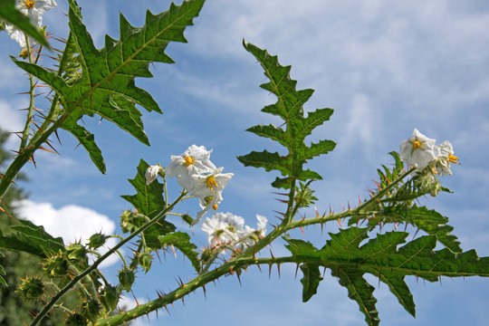 Litschi-Tomaten Images – Browse 3 Stock Photos, Vectors, and Video ...