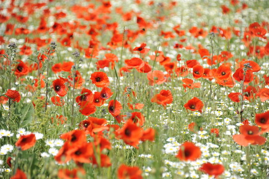 Mohnblumenwiese bilder – Bläddra bland 432 stockfoton, vektorer och ...