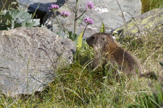 「Topolone」の画像 - 243 件の Stock 写真、ベクターおよびビデオ | Adobe Stock