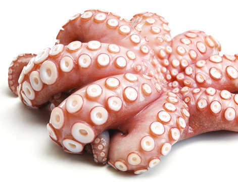 รูปภาพOktopus – เลือกดูภาพถ่ายสต็อก เวกเตอร์ และวิดีโอ2,476 | Adobe Stock