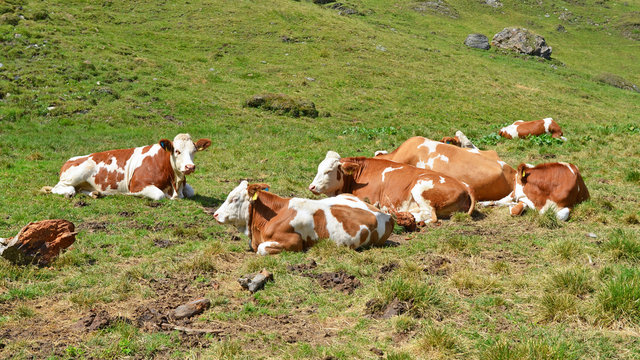 "Simmentaler Fleckvieh Bilder – Durchsuchen 2,641 Archivfotos ...