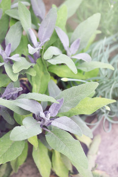 Sage Bush Images – Browse 6,781 Stock Photos, Vectors, and Video ...