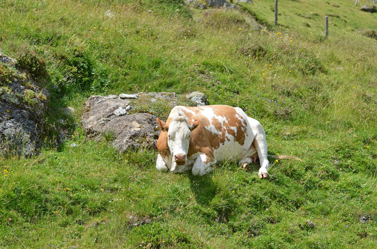 Hühe Bilder – Durchsuchen 11 Archivfotos, Vektorgrafiken und Videos ...