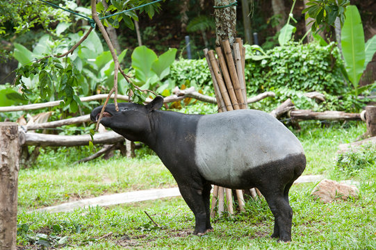 รูปภาพTapir – เลือกดูภาพถ่ายสต็อก เวกเตอร์ และวิดีโอ14,573 | Adobe Stock