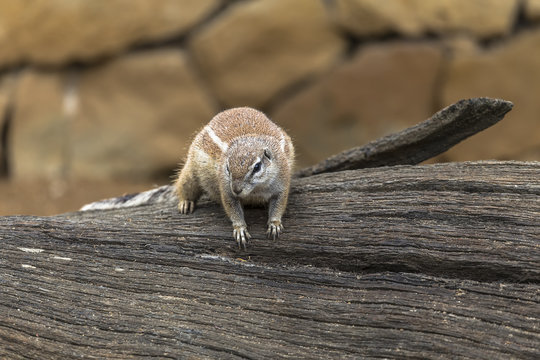 รูปภาพXerus – เลือกดูภาพถ่ายสต็อก เวกเตอร์ และวิดีโอ1,752 | Adobe Stock