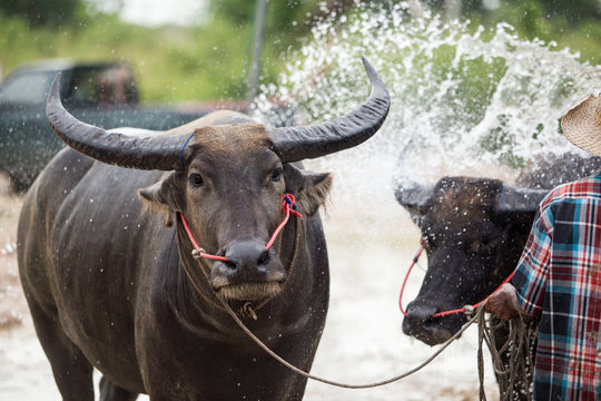รูปภาพCarabao – เลือกดูภาพถ่ายสต็อก เวกเตอร์ และวิดีโอ2,563 | Adobe Stock
