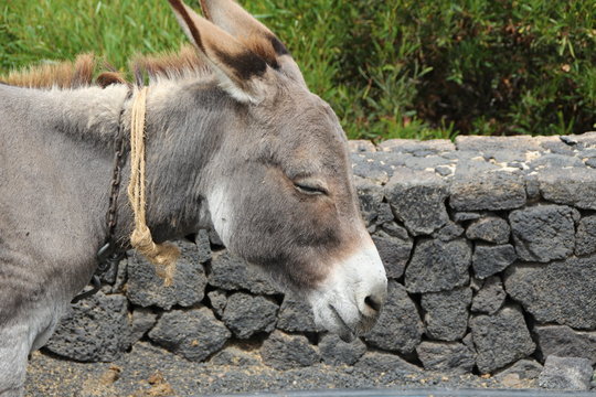 รูปภาพDickkopf – เลือกดูภาพถ่ายสต็อก เวกเตอร์ และวิดีโอ177 | Adobe Stock