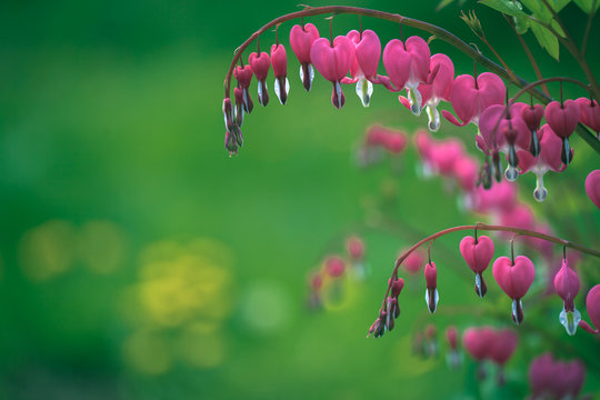 "Bleeding Heart" Images – Browse 2,996 Stock Photos, Vectors, and Video ...