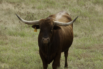 Bull photos, royalty-free images, graphics, vectors & videos | Adobe Stock