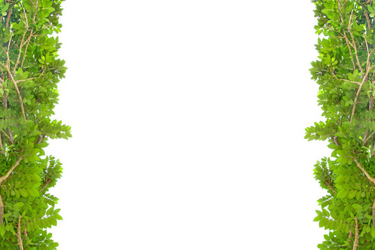 Birch Frame Images – Browse 17,673 Stock Photos, Vectors, and Video ...
