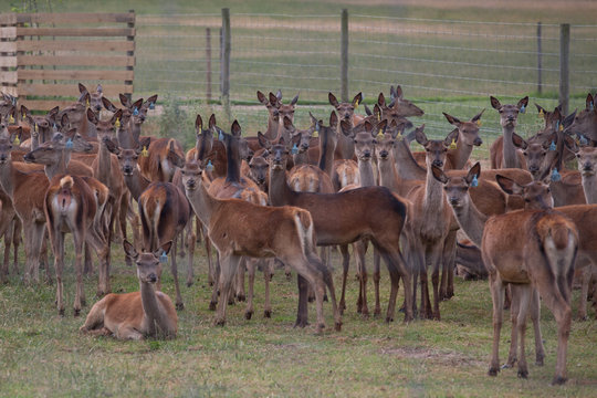 「Hodowla」の画像 - 3,726 件の Stock 写真、ベクターおよびビデオ | Adobe Stock