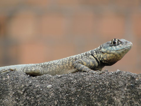 256 MELHORES Calango IMAGENS, FOTOS E VETORES | Adobe Stock