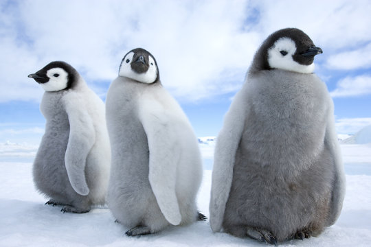 รูปภาพPinguine – เลือกดูภาพถ่ายสต็อก เวกเตอร์ และวิดีโอ3,074 | Adobe Stock