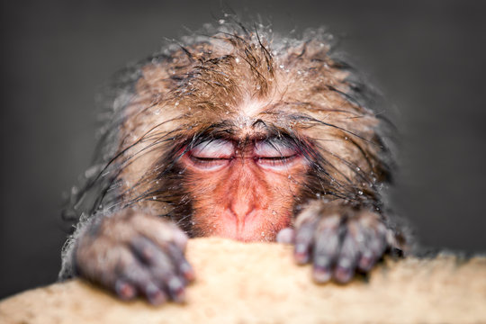 รูปภาพJapanmakak – เลือกดูภาพถ่ายสต็อก เวกเตอร์ และวิดีโอ664 | Adobe Stock