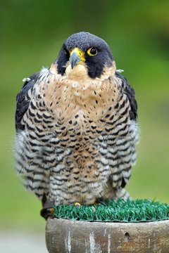 รูปภาพFaucon – เลือกดูภาพถ่ายสต็อก เวกเตอร์ และวิดีโอ4,534 | Adobe Stock