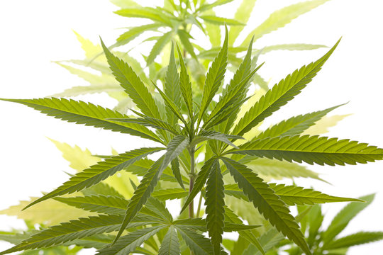 "Tetra Hydro Cannabiol" Images – Browse 87 Stock Photos, Vectors, and ...
