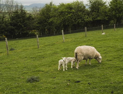 รูปภาพBaa-Lamb – เลือกดูภาพถ่ายสต็อก เวกเตอร์ และวิดีโอ387 | Adobe Stock