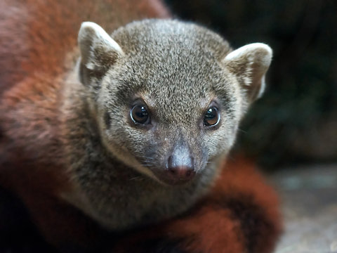 รูปภาพMongoose – เลือกดูภาพถ่ายสต็อก เวกเตอร์ และวิดีโอ38,720 | Adobe Stock