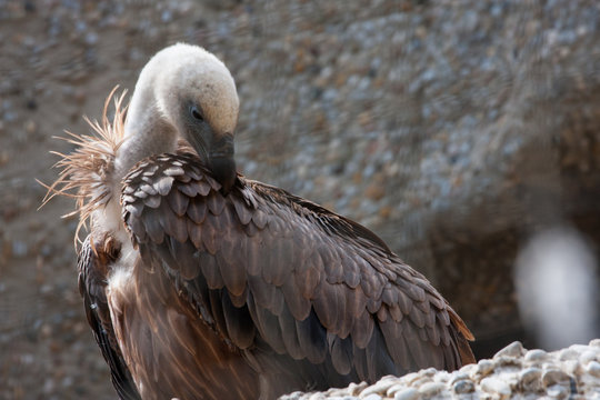 Rascando Images – Browse 22 Stock Photos, Vectors, and Video | Adobe Stock