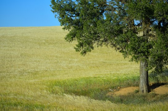 Imagens de Trigales – Explore Fotografias do Stock, Vetores e Vídeos de ...