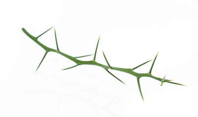 Thorns photos, royalty-free images, graphics, vectors & videos | Adobe ...
