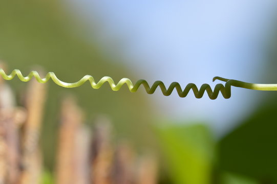 「Vrille」の写真素材 | 822件の無料イラスト画像 | Adobe Stock