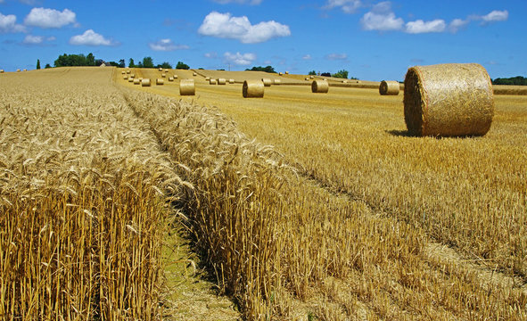 รูปภาพMoisson – เลือกดูภาพถ่ายสต็อก เวกเตอร์ และวิดีโอ16,677 | Adobe Stock