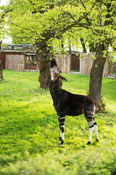 รูปภาพOkapi – เลือกดูภาพถ่ายสต็อก เวกเตอร์ และวิดีโอ1,678 | Adobe Stock
