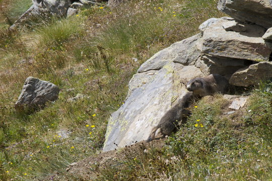 Topolone bilder – Bläddra bland 243 stockfoton, vektorer och videor ...