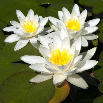 "Nymphaea Alba" Billeder – Gennemse 7,897 stockfotos, vektorer og ...