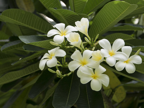 รูปภาพTemple-Tree – เลือกดูภาพถ่ายสต็อก เวกเตอร์ และวิดีโอ186 | Adobe Stock