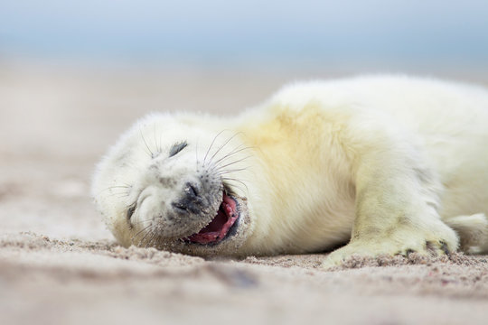 Heuler-Bilder: Stock-Fotos & -Videos. | Adobe Stock