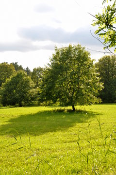 「Baumschatten」の写真素材 | 194件の無料イラスト画像 | Adobe Stock