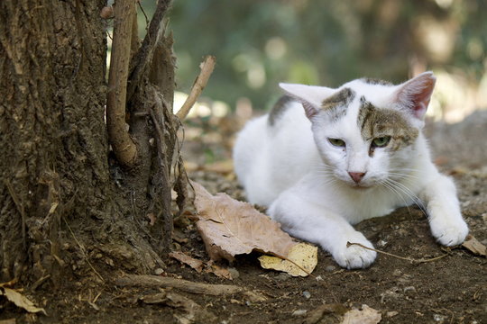 Estray Bilder – Durchsuchen 403 Archivfotos, Vektorgrafiken und Videos ...