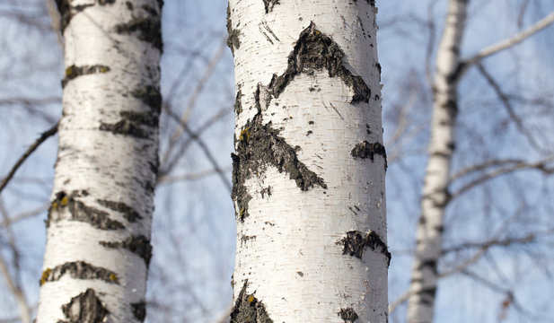 "Birch Rod" Images – Browse 24,675 Stock Photos, Vectors, and Video ...
