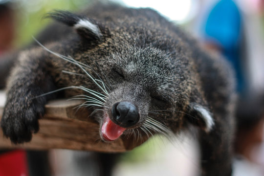 รูปภาพBearcat – เลือกดูภาพถ่ายสต็อก เวกเตอร์ และวิดีโอ2,164 | Adobe Stock