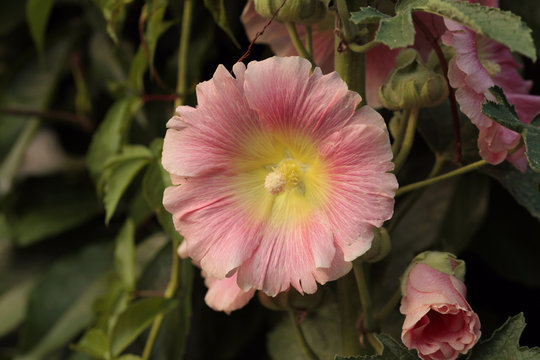 รูปภาพBauernrose – เลือกดูภาพถ่ายสต็อก เวกเตอร์ และวิดีโอ450 | Adobe Stock